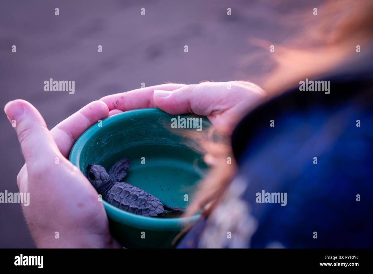 woman holding baby sea turtle in Monterrico Guatemala Stock Photo - Alamy