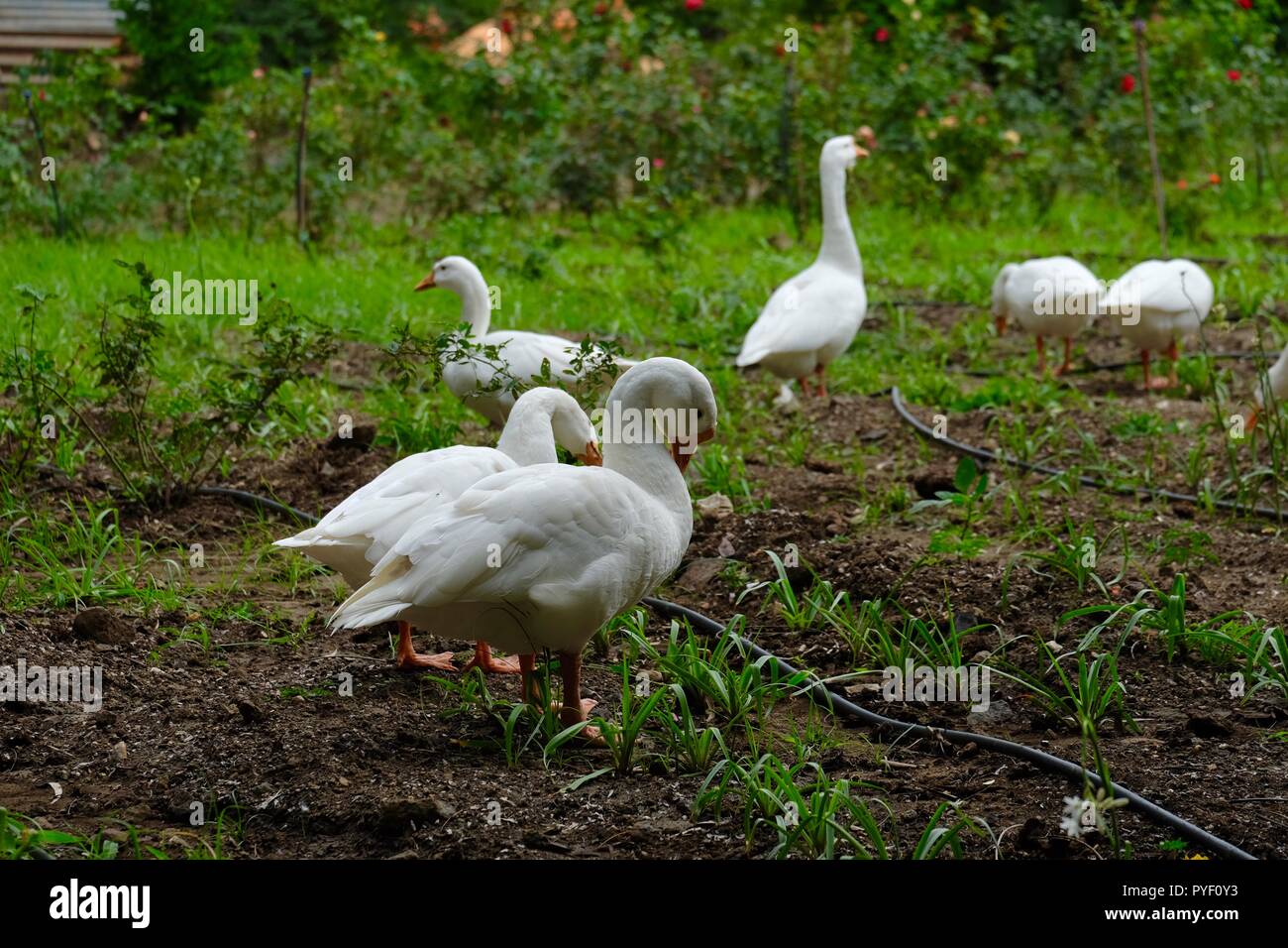 Group of White Ducks Stock Photo - Alamy