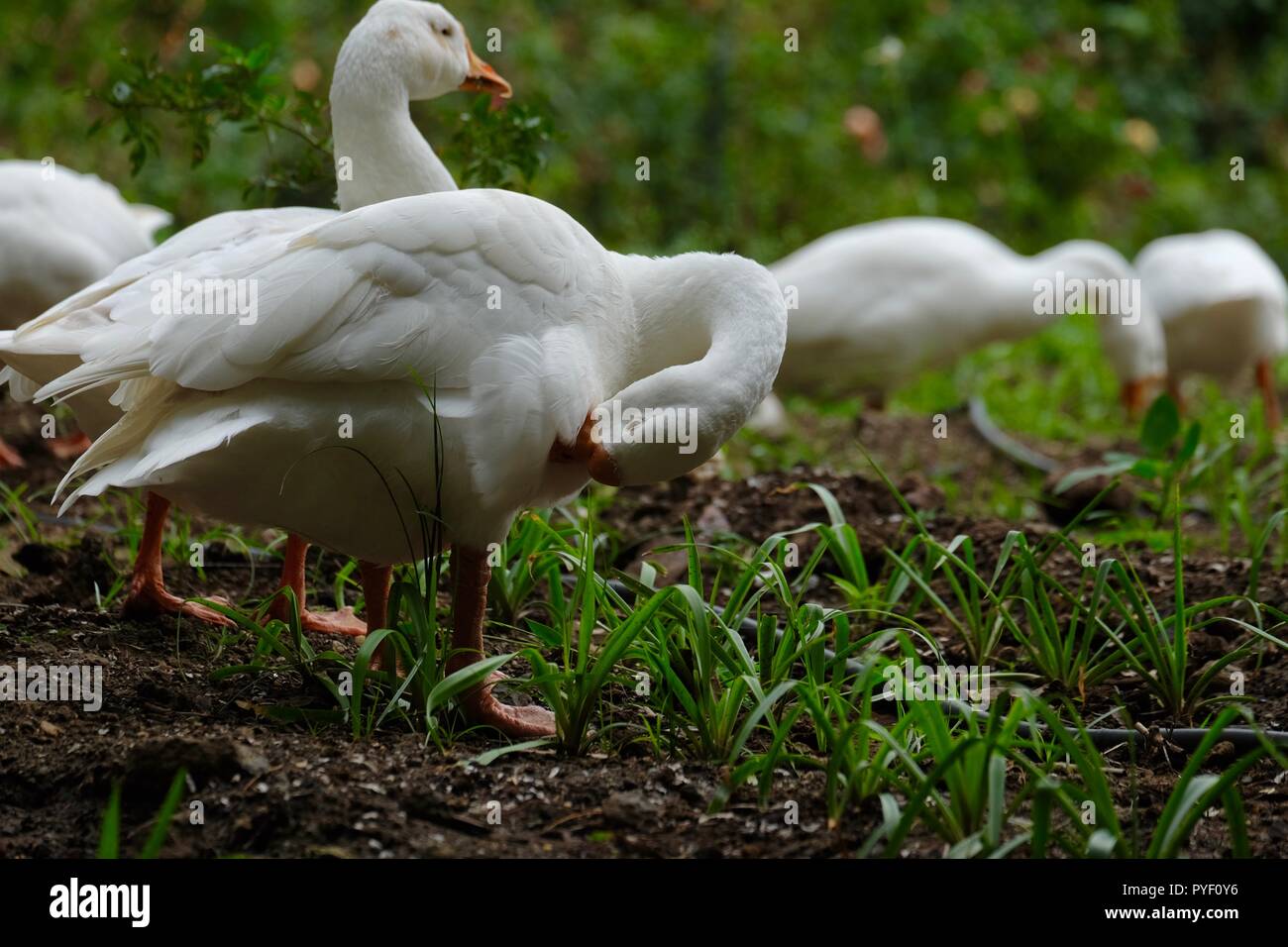 Group of White Ducks Stock Photo - Alamy