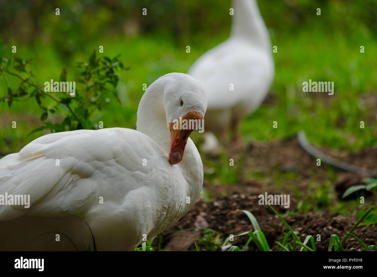 Group of White Ducks Stock Photo - Alamy