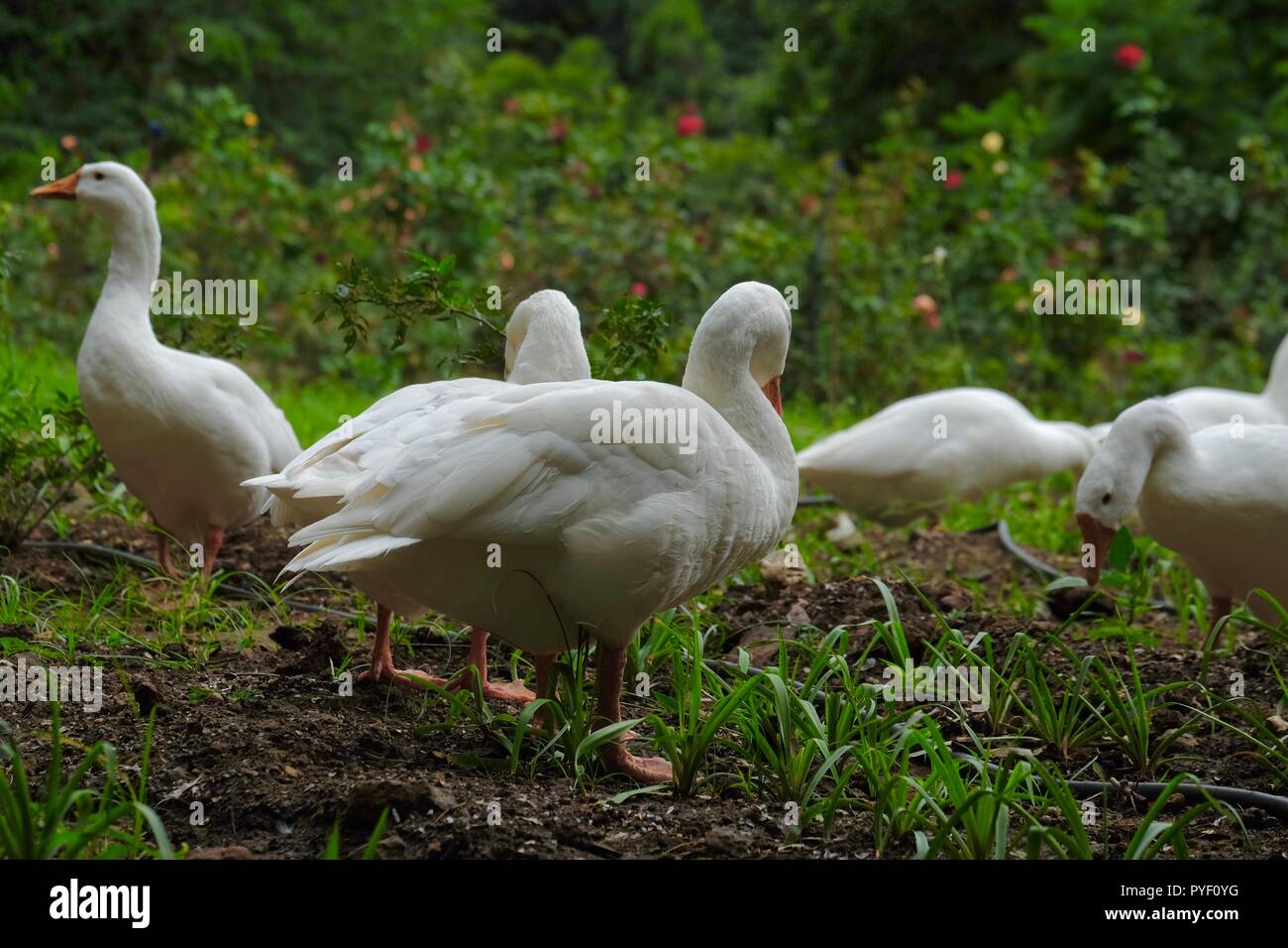 Group of White Ducks Stock Photo - Alamy