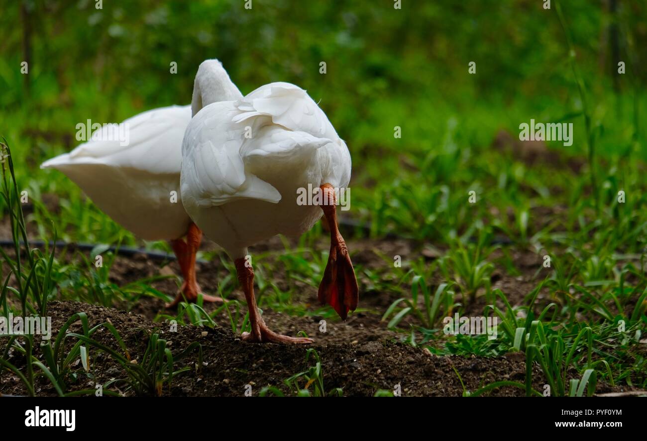 Group of White Ducks Stock Photo - Alamy