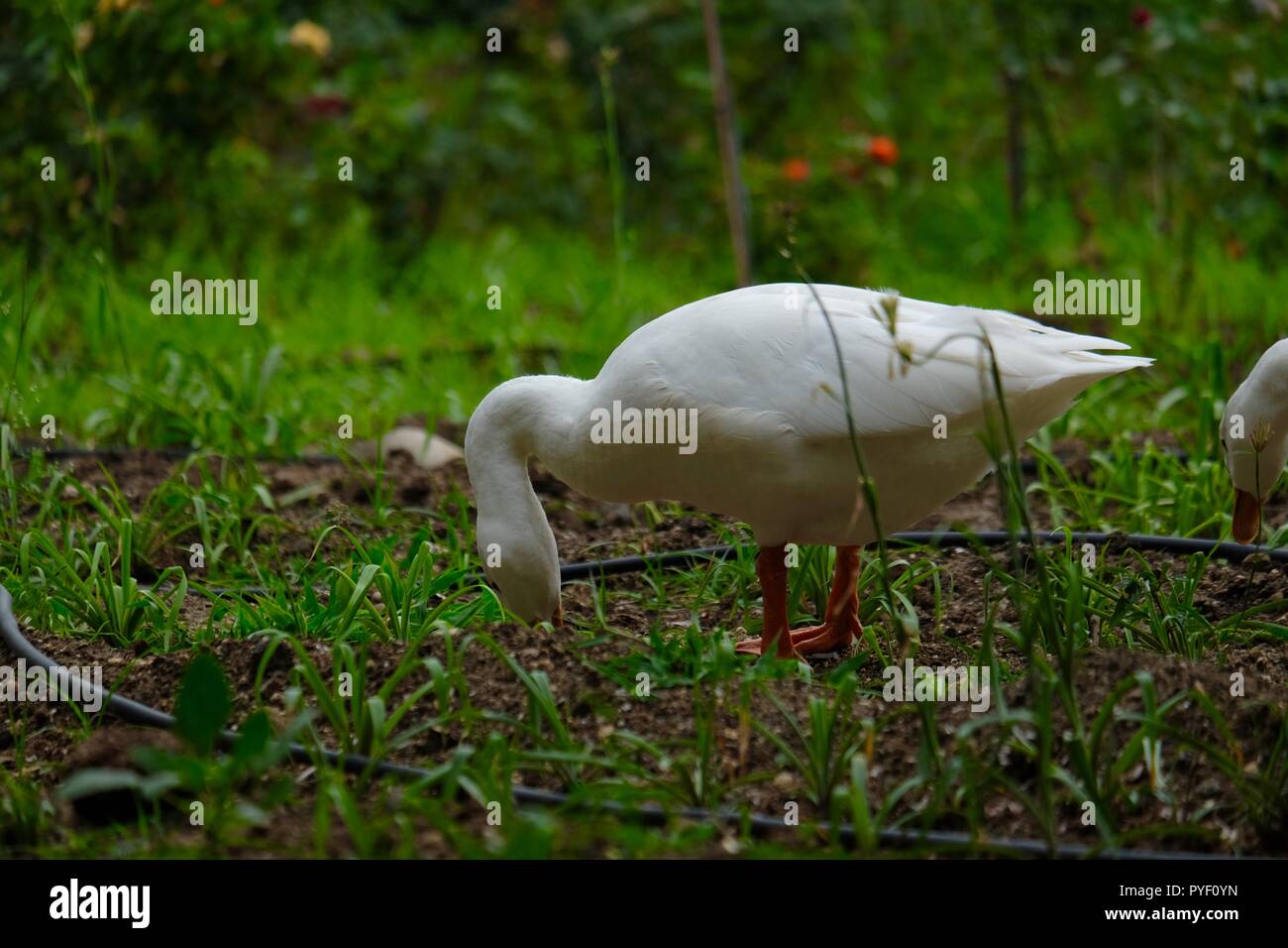 Group of White Ducks Stock Photo - Alamy