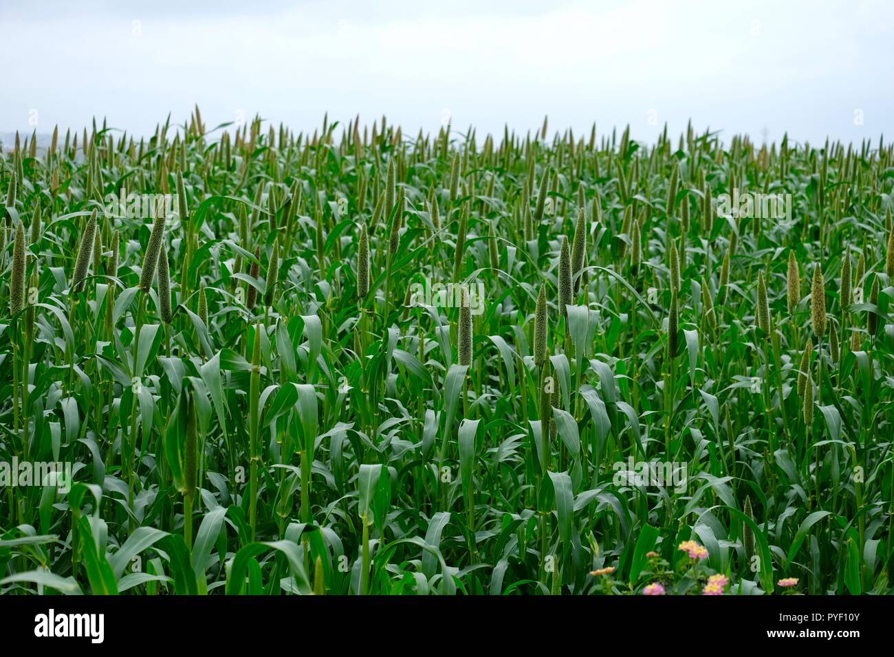 growing farm field at Maharashtra, India Stock Photo - Alamy