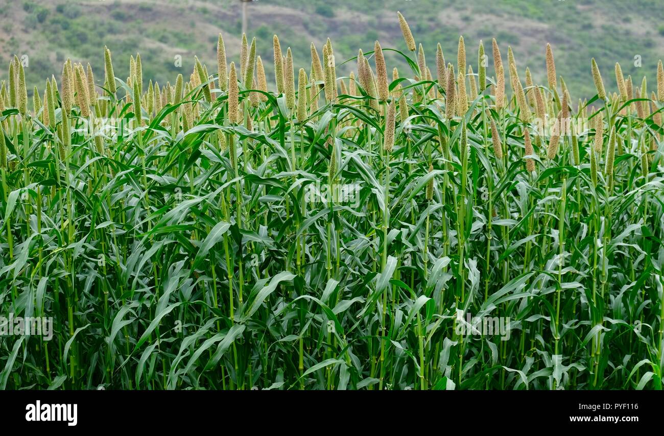Bajra Farm Stock Photos & Bajra Farm Stock Images - Alamy