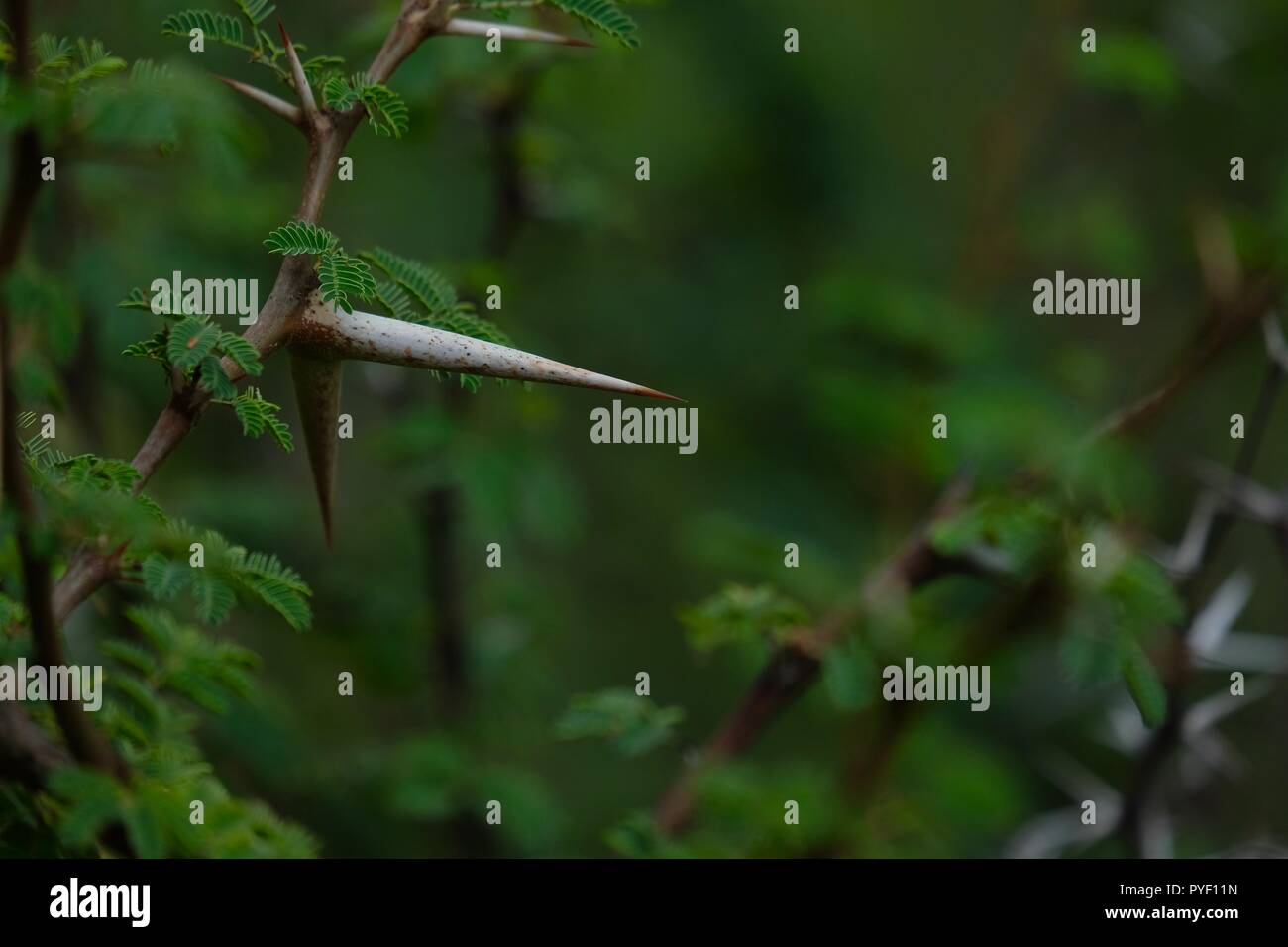Babul tree hi-res stock photography and images - Alamy