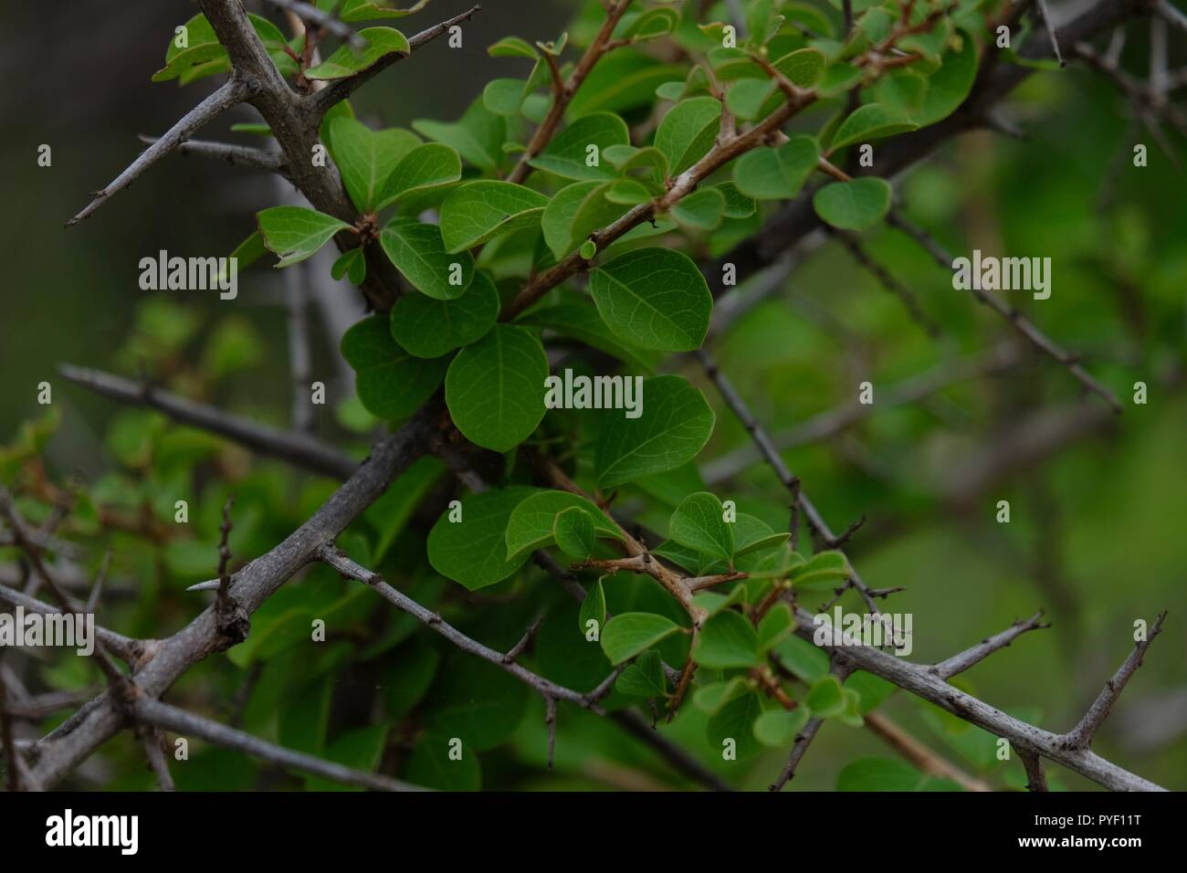 Babul Acacia white sharp thorn in tropical forest, Maharashtra, India ...