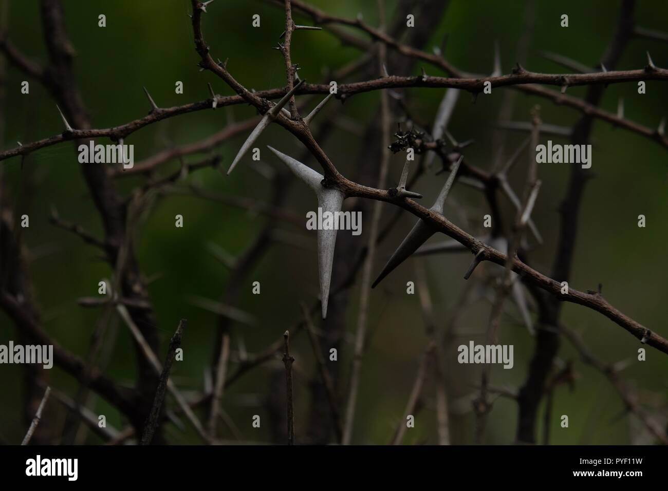 Babul Acacia white sharp thorn in tropical forest, Maharashtra, India ...