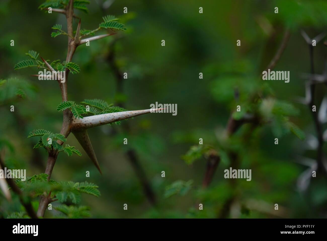 Babul acacia hi-res stock photography and images - Alamy