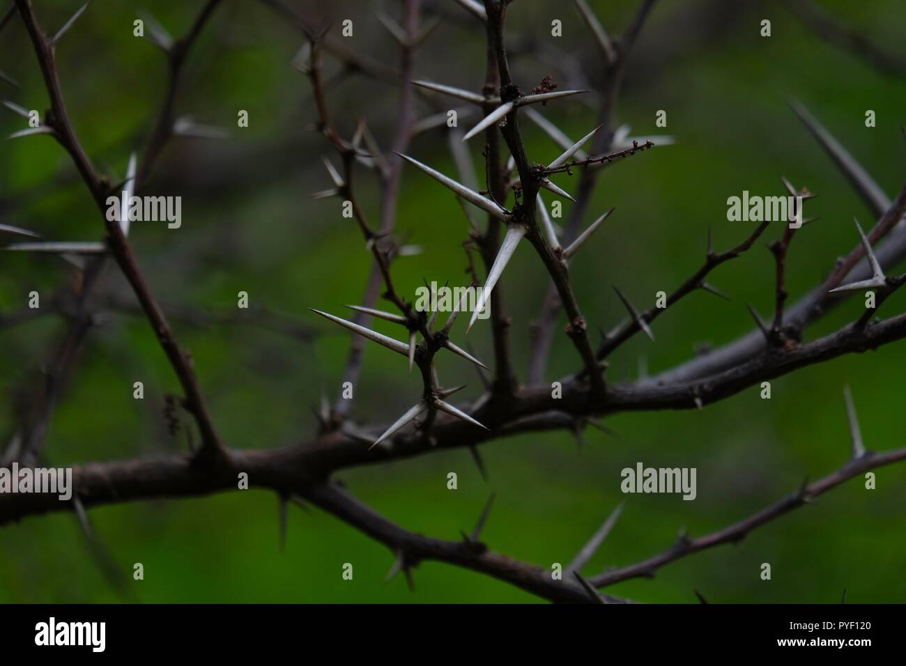 Babul tree hi-res stock photography and images - Alamy