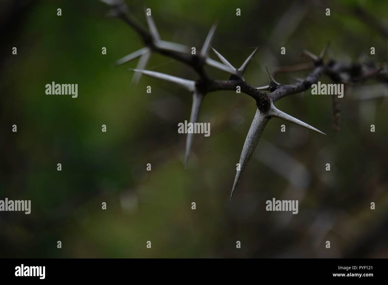 Babul Acacia white sharp thorn in tropical forest, Maharashtra, India ...