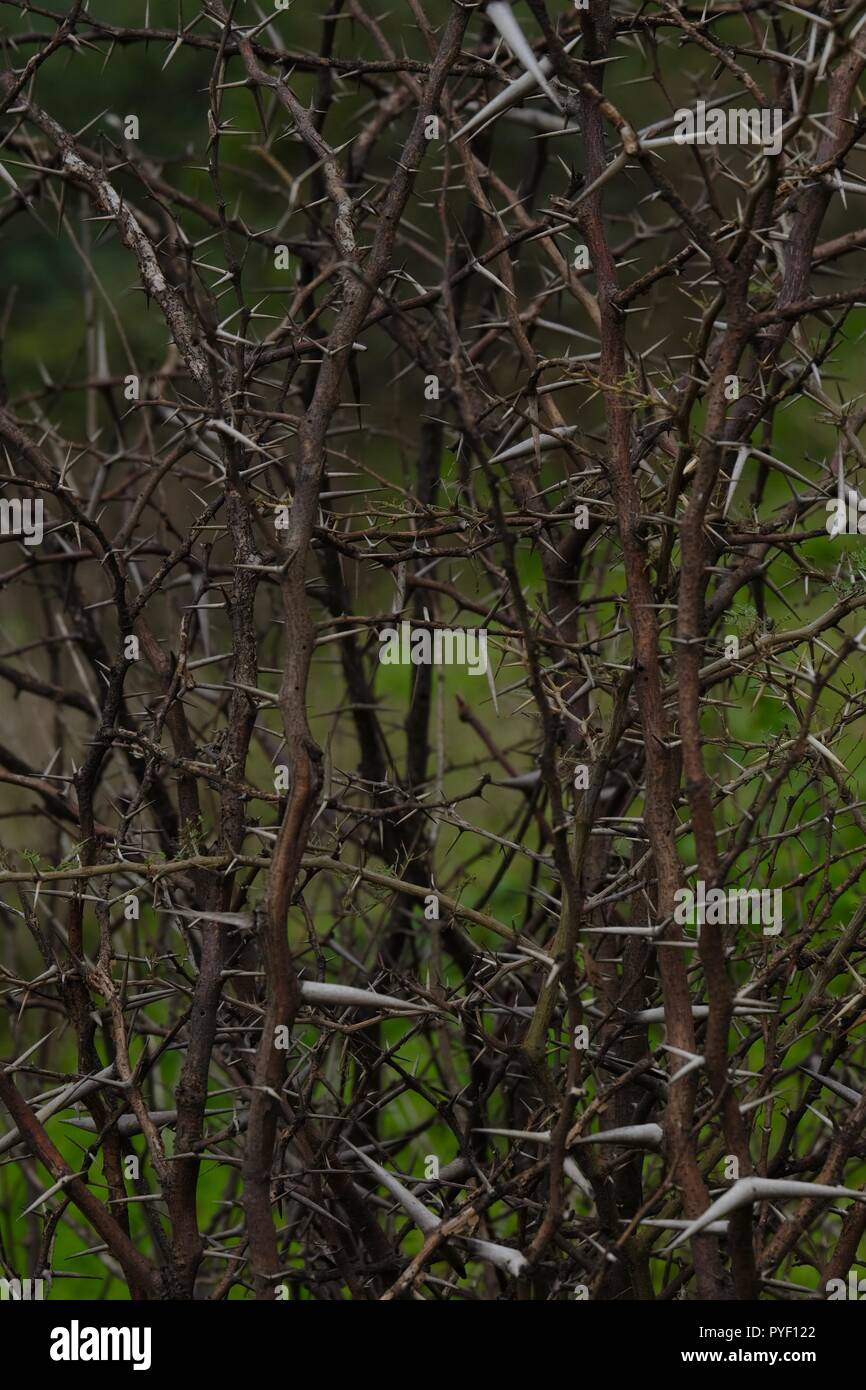 Babul Acacia white sharp thorn in tropical forest, Maharashtra, India ...