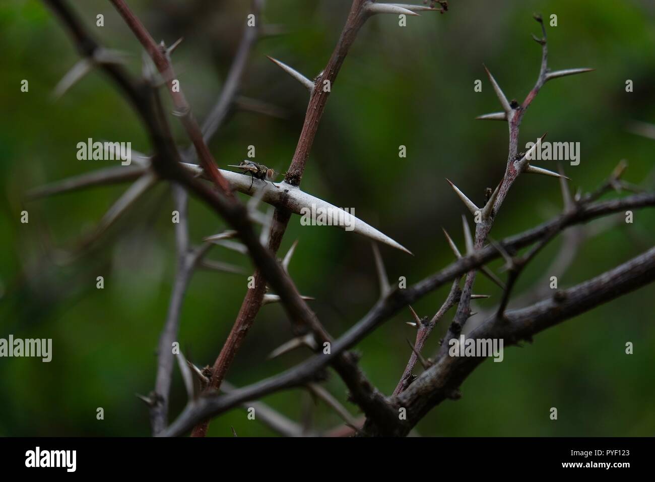 Babul Acacia white sharp thorn in tropical forest, Maharashtra, India ...