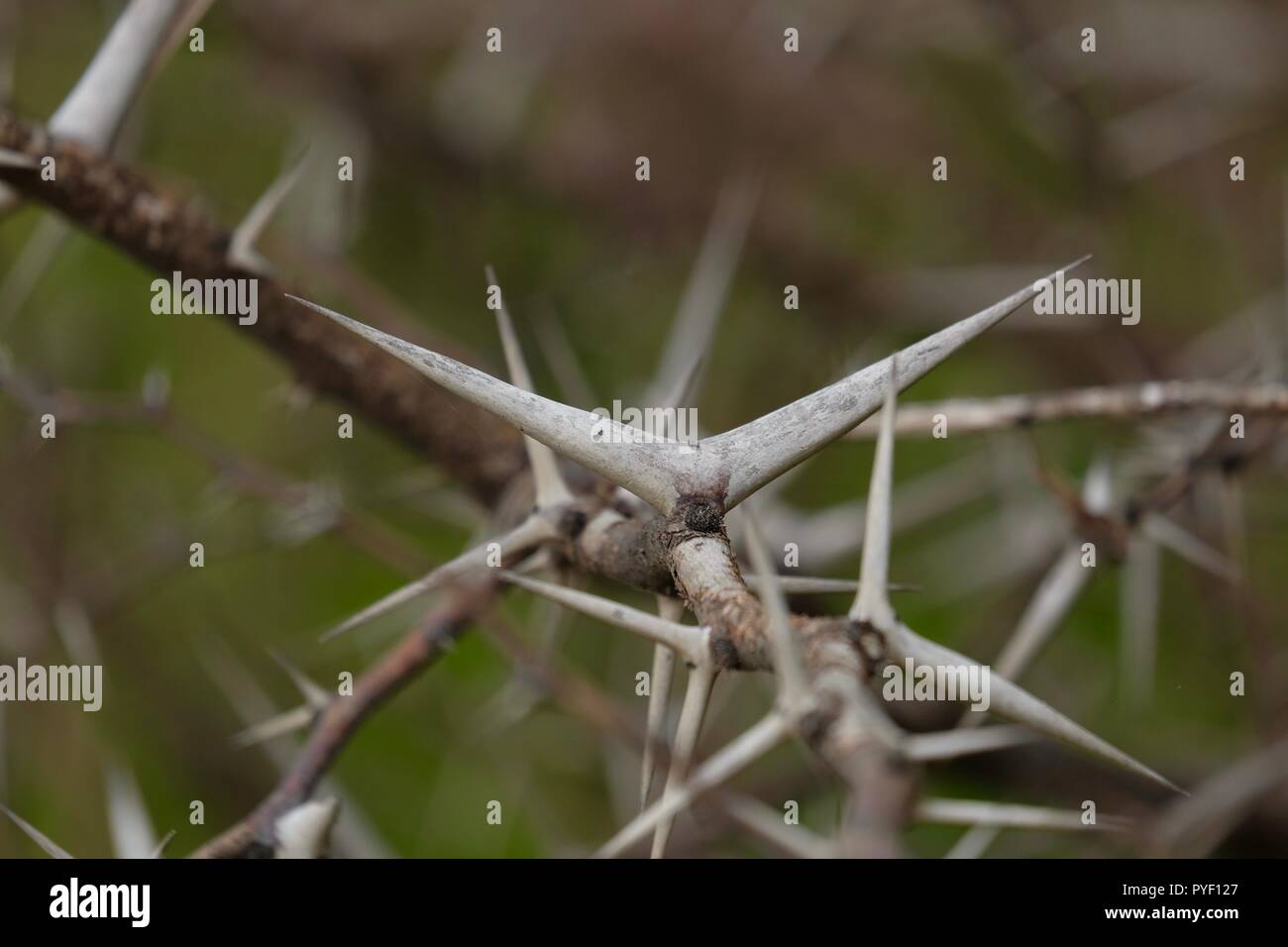 Tropical dry forest india hi-res stock photography and images - Alamy