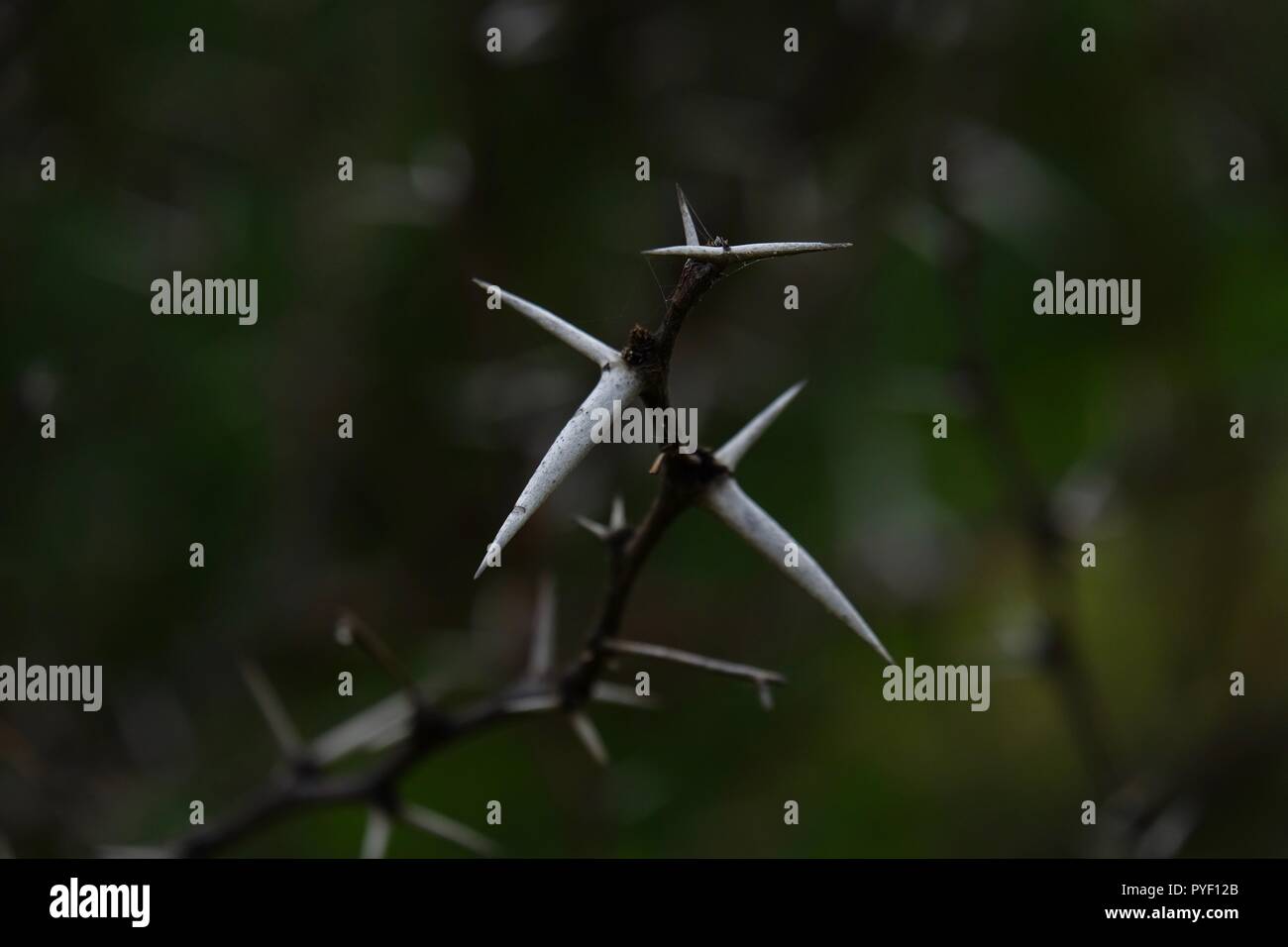 Babul Acacia white sharp thorn in tropical forest, Maharashtra, India ...