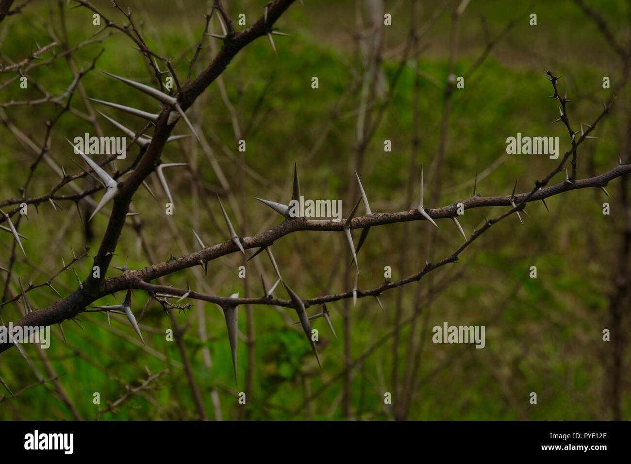 Painful thorn bush hi-res stock photography and images - Alamy