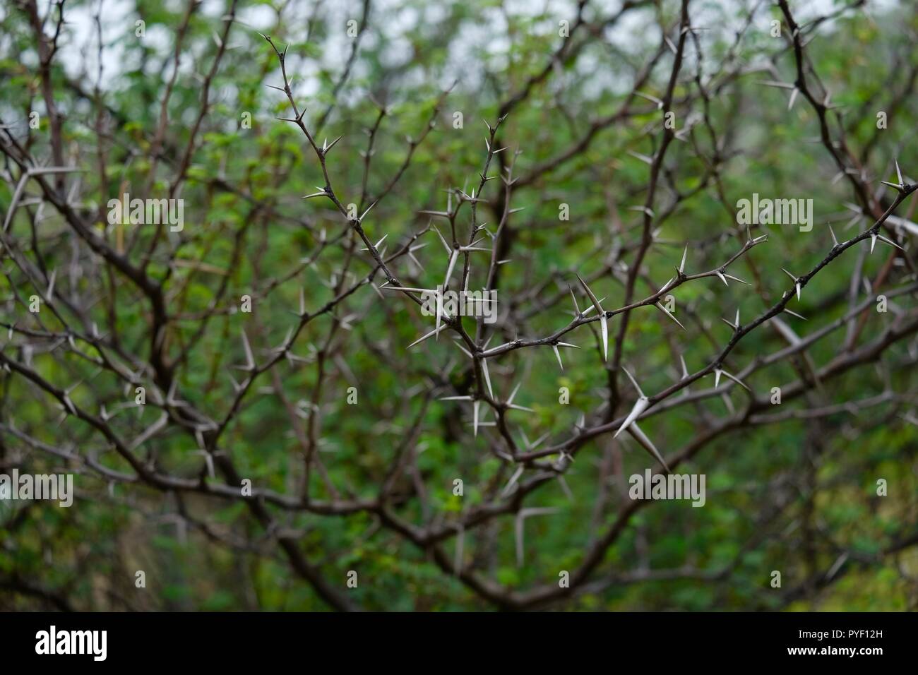Babul High Resolution Stock Photography and Images - Alamy