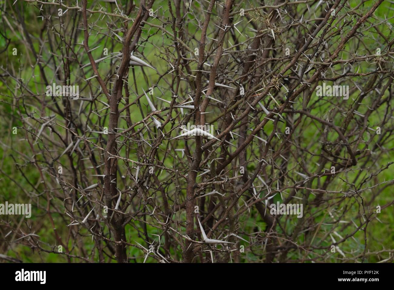Babul Acacia white sharp thorn in tropical forest, Maharashtra, India ...