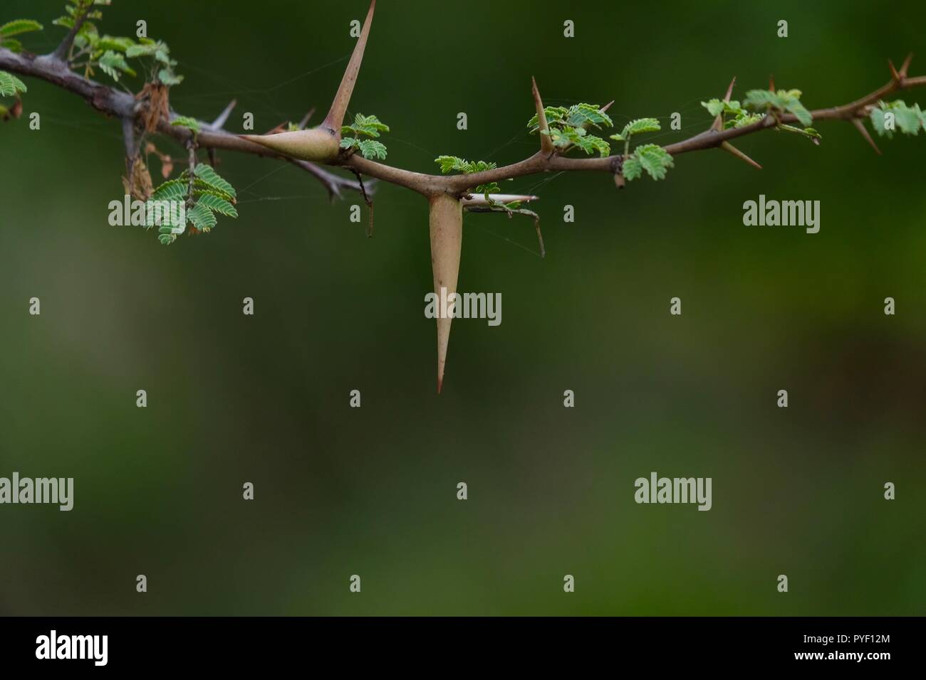 Babul Acacia white sharp thorn in tropical forest, Maharashtra, India ...