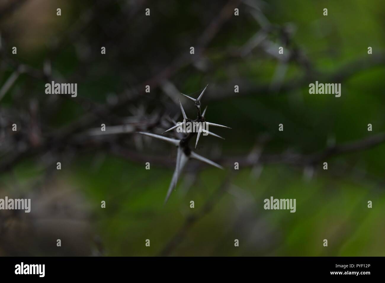 Babul Acacia white sharp thorn in tropical forest, Maharashtra, India ...