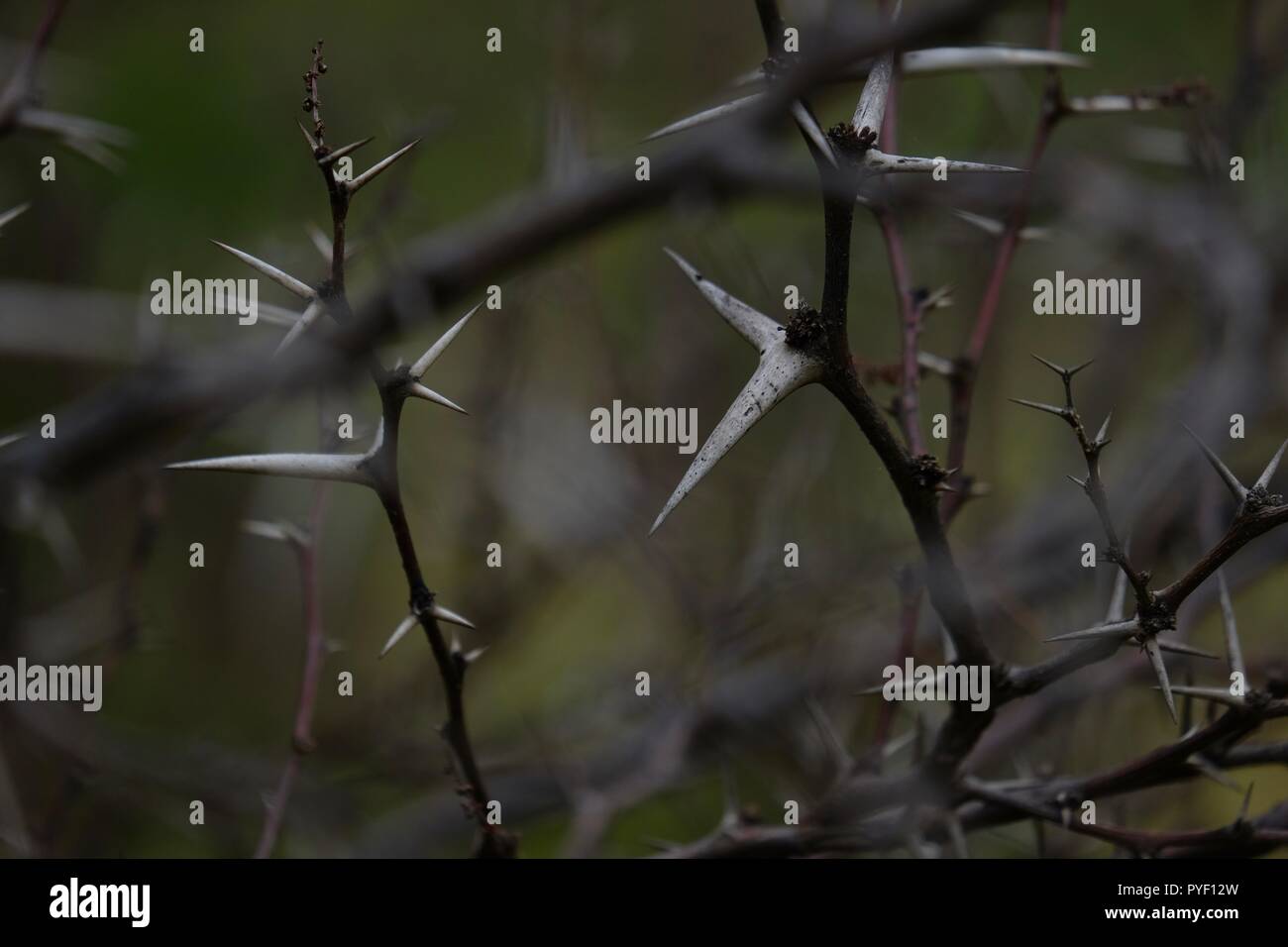 Babul Acacia white sharp thorn in tropical forest, Maharashtra, India ...