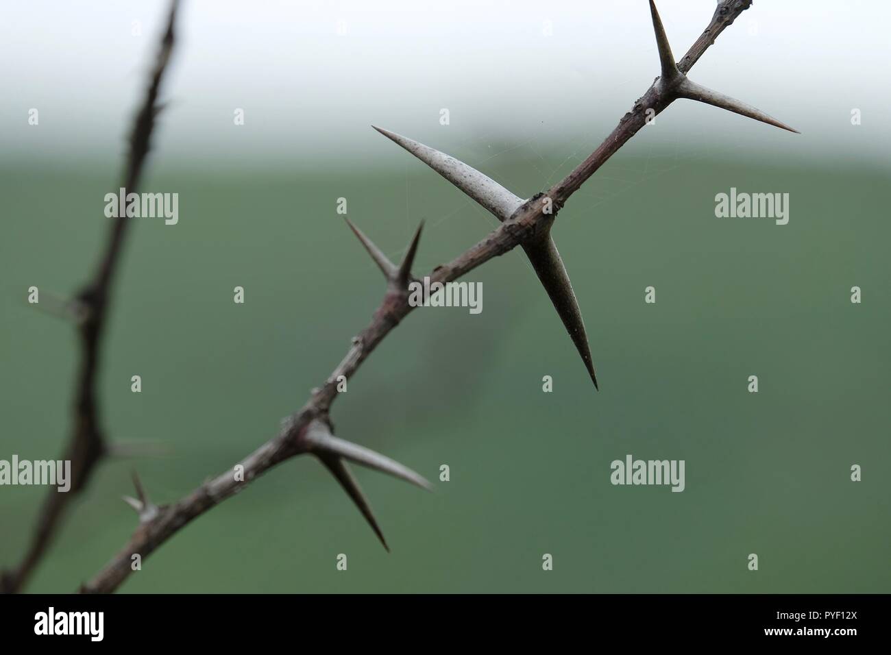 Babul Acacia white sharp thorn in tropical forest, Maharashtra, India ...
