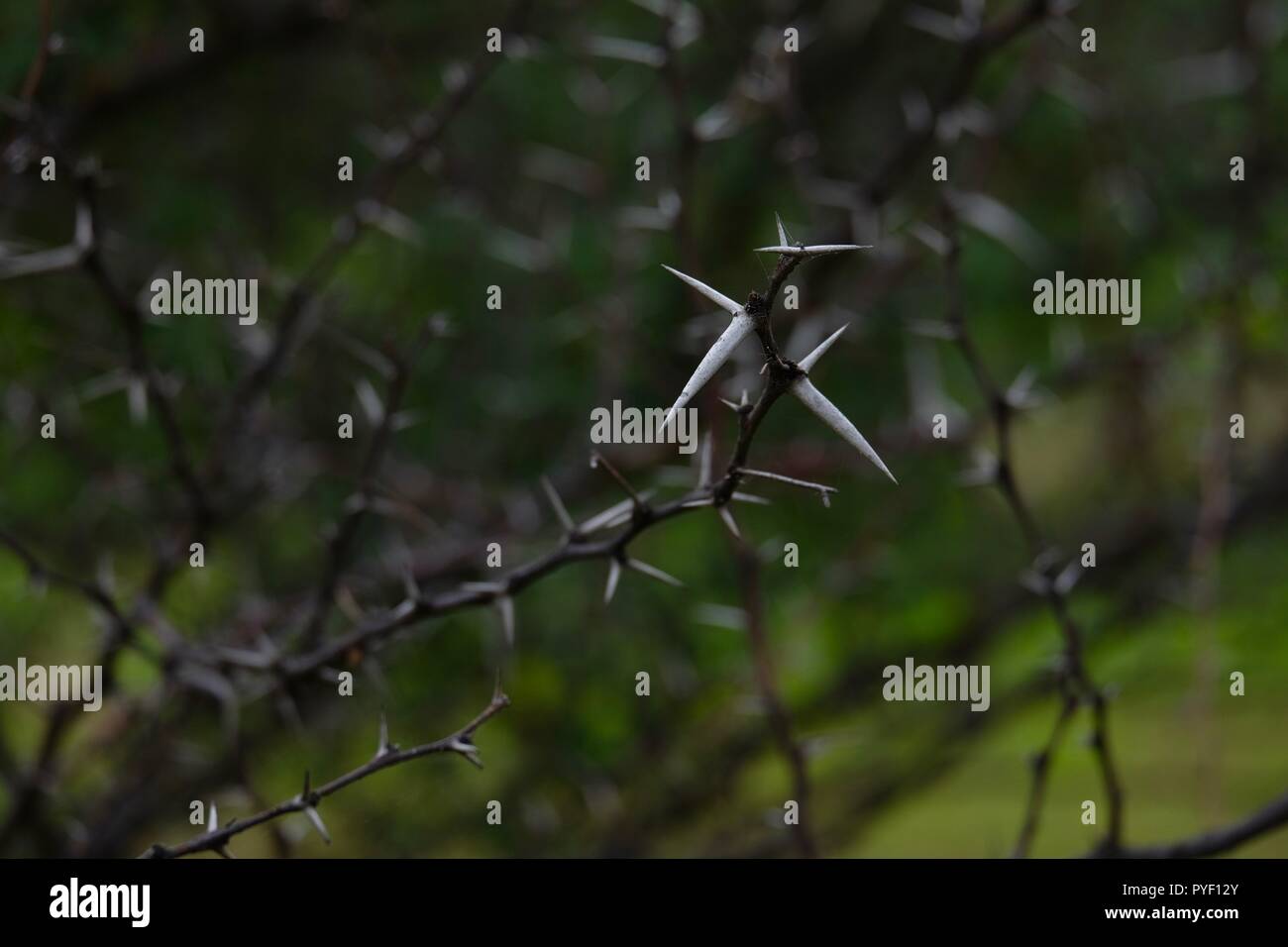 Babul Acacia white sharp thorn in tropical forest, Maharashtra, India ...
