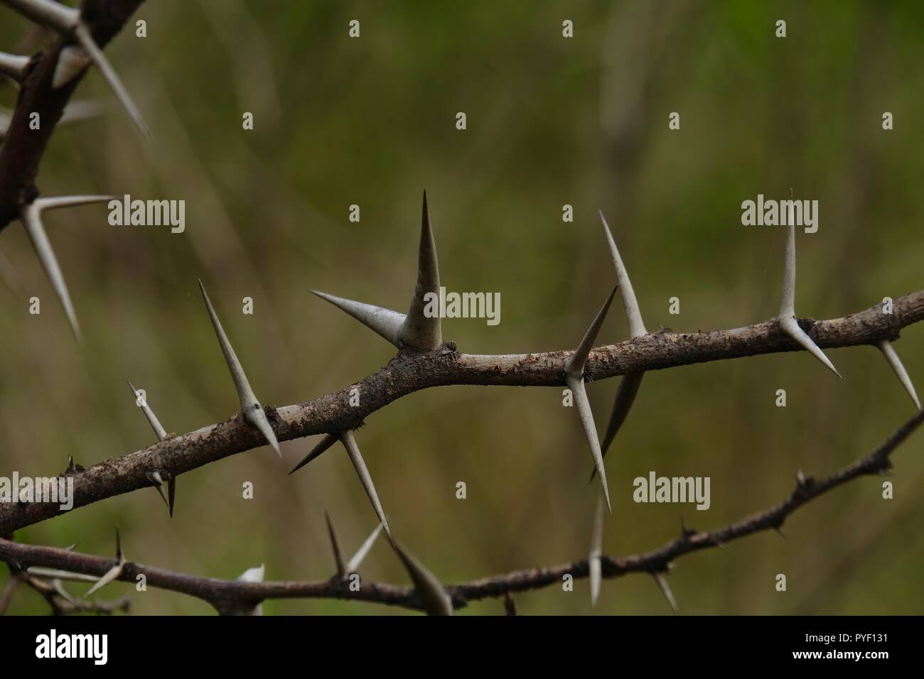 Babul Acacia white sharp thorn in tropical forest, Maharashtra, India ...