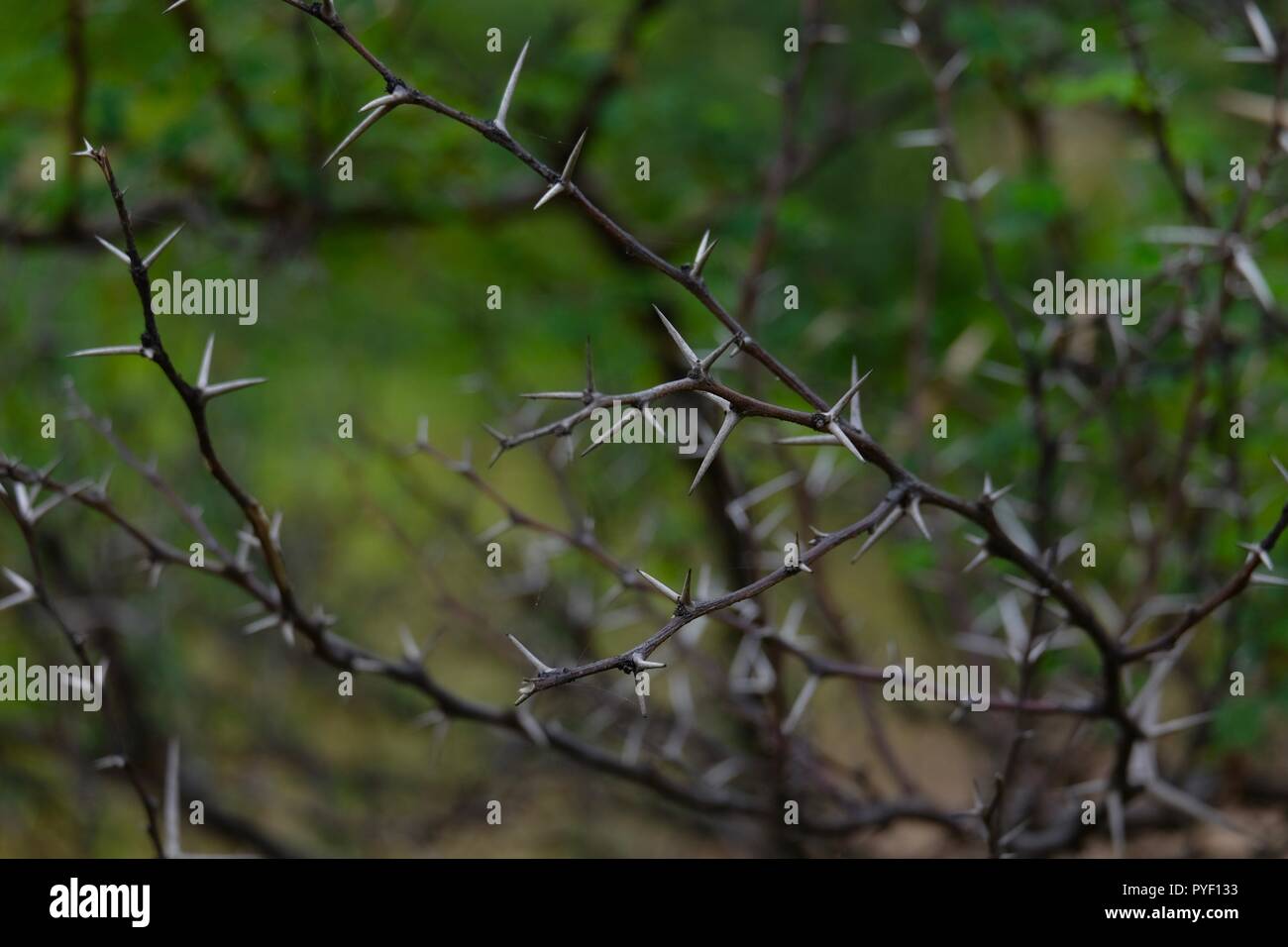 Sharp spiky spike thorny thorn hi-res stock photography and images - Alamy