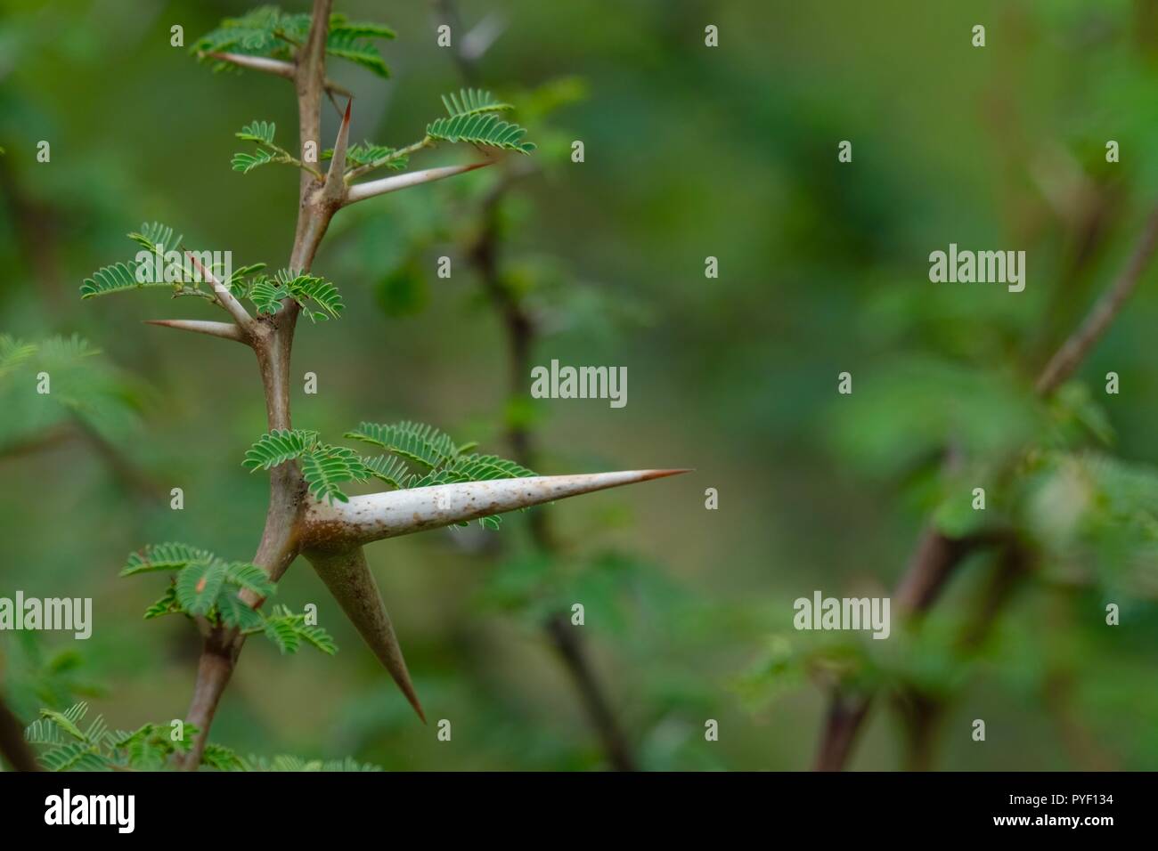 Babul Acacia white sharp thorn in tropical forest, Maharashtra, India ...