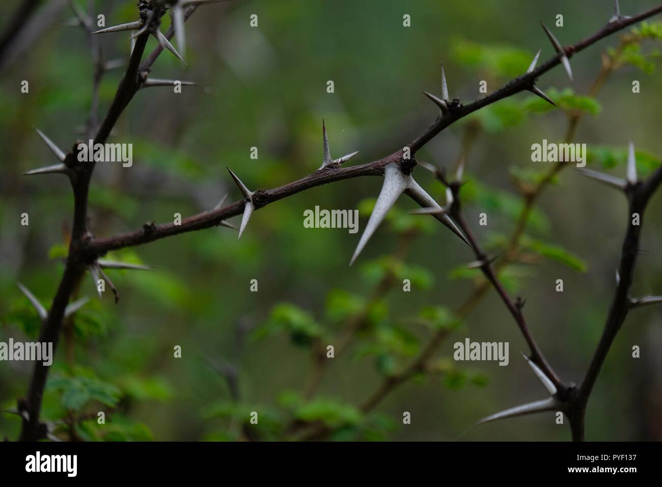 Babul tree hi-res stock photography and images - Alamy