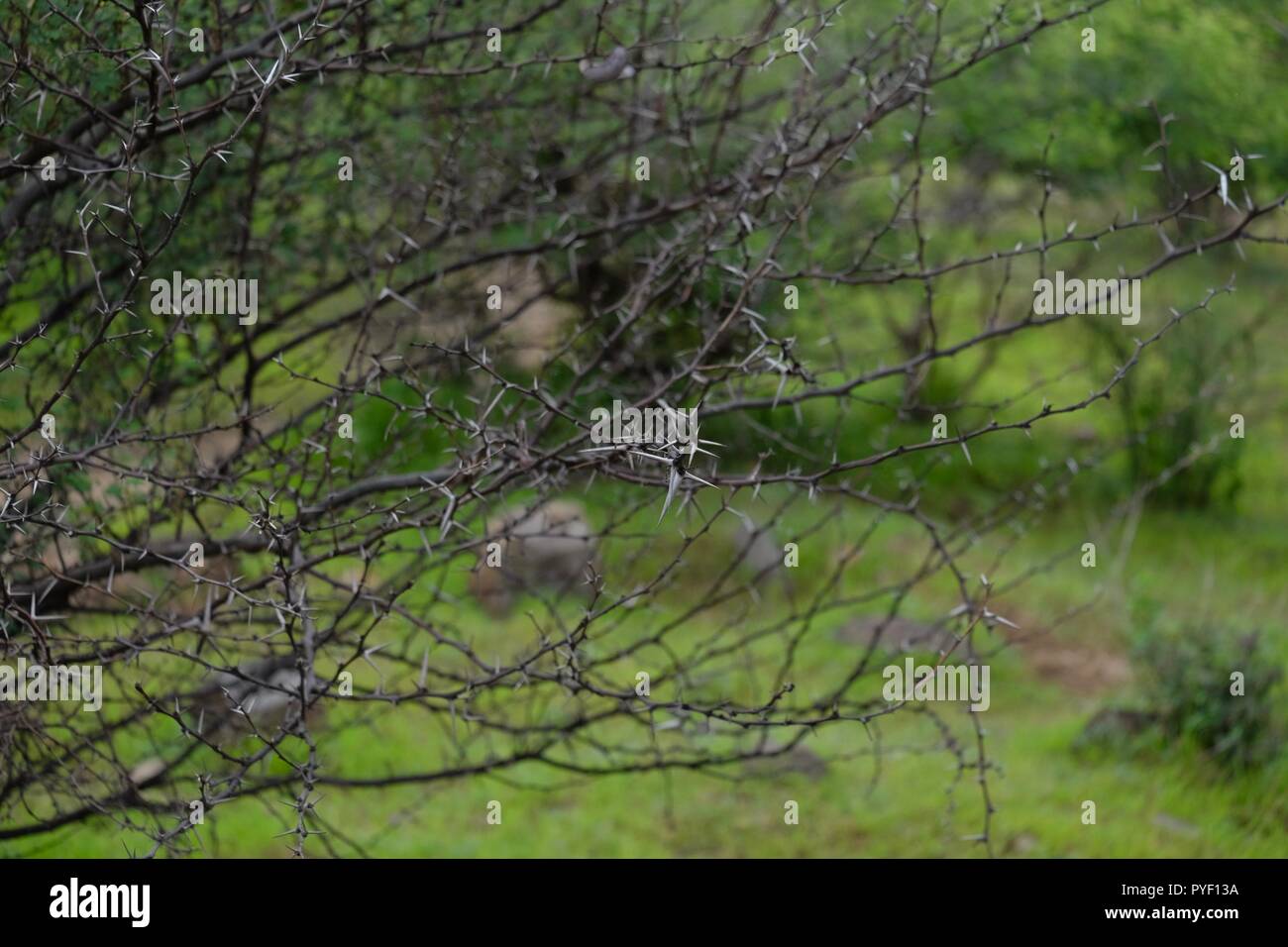 Tropical dry forest india hi-res stock photography and images - Alamy