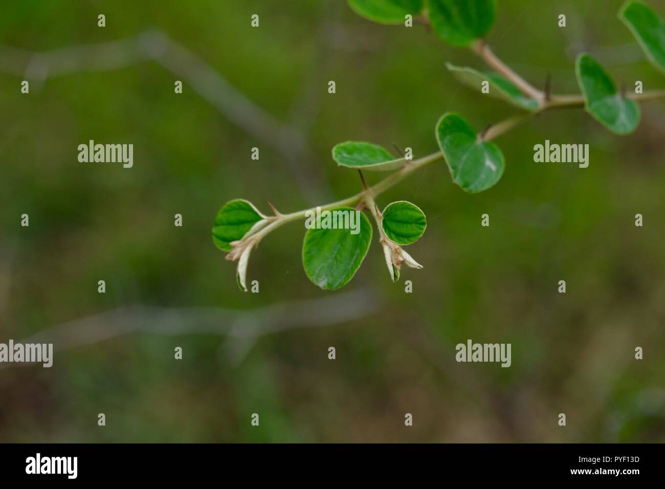 Selective focus photography hi-res stock photography and images - Alamy