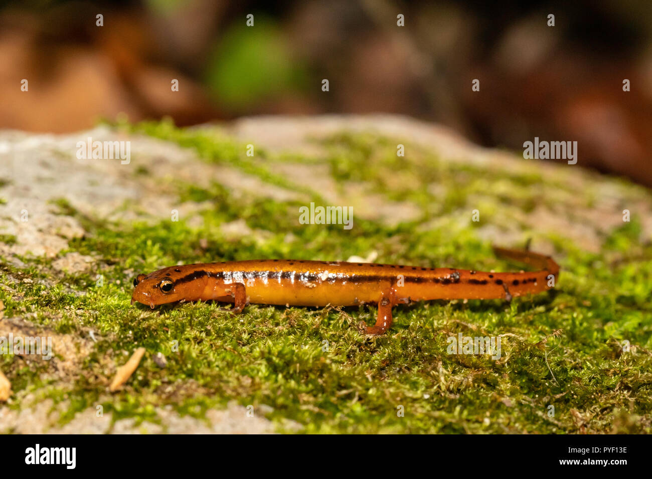 Blue ridge two-lined salamander - Eurycea wilderae Stock Photo - Alamy