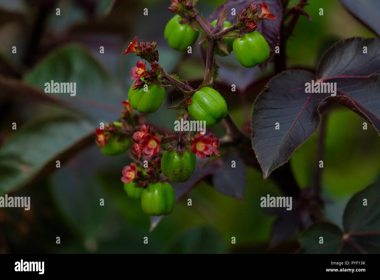 Tiny fruits seeds hi-res stock photography and images - Alamy