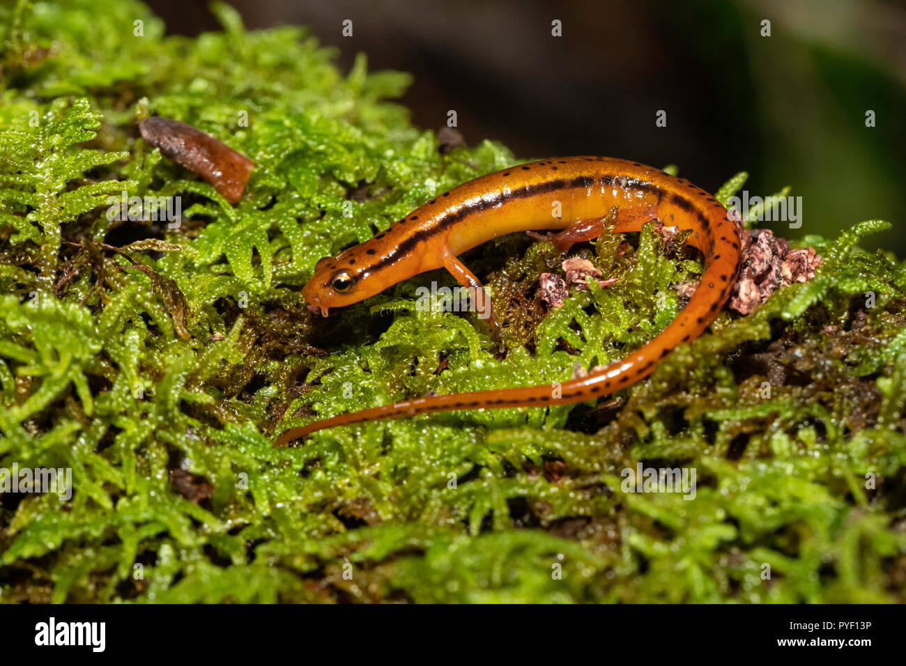 Blue ridge two-lined salamander - Eurycea wilderae Stock Photo - Alamy