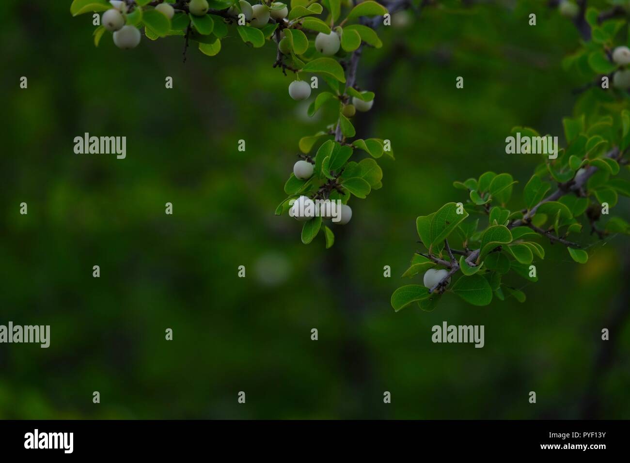 wild tiny white fruits on the tree Stock Photo - Alamy