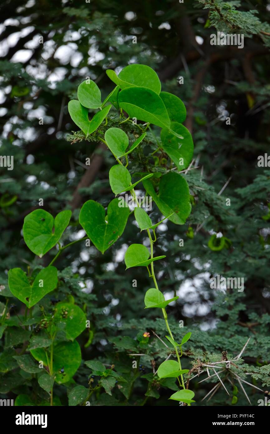 attractive green vine in the forest Stock Photo - Alamy
