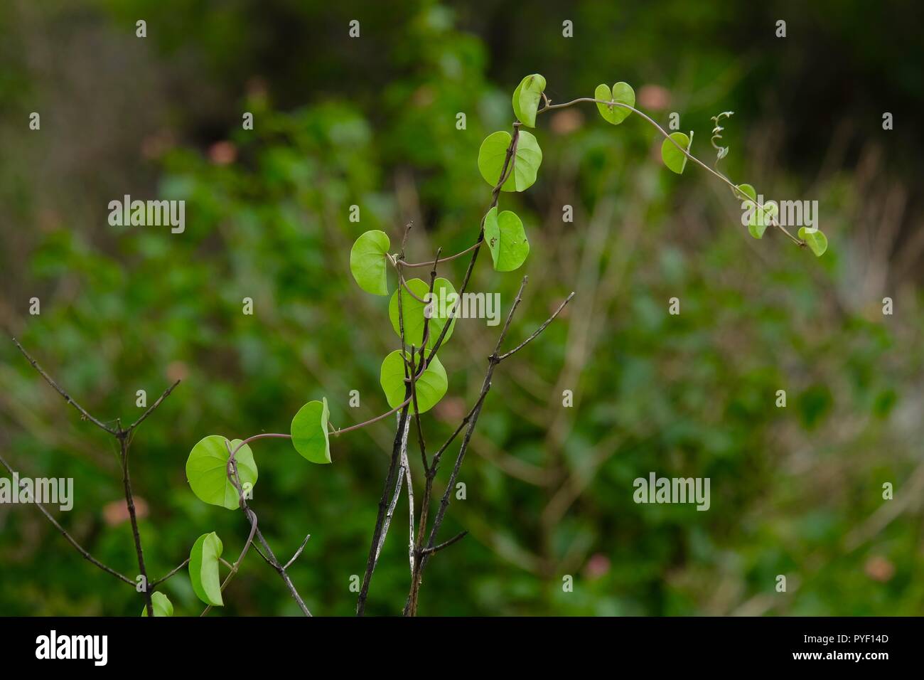 attractive green vine in the forest Stock Photo - Alamy