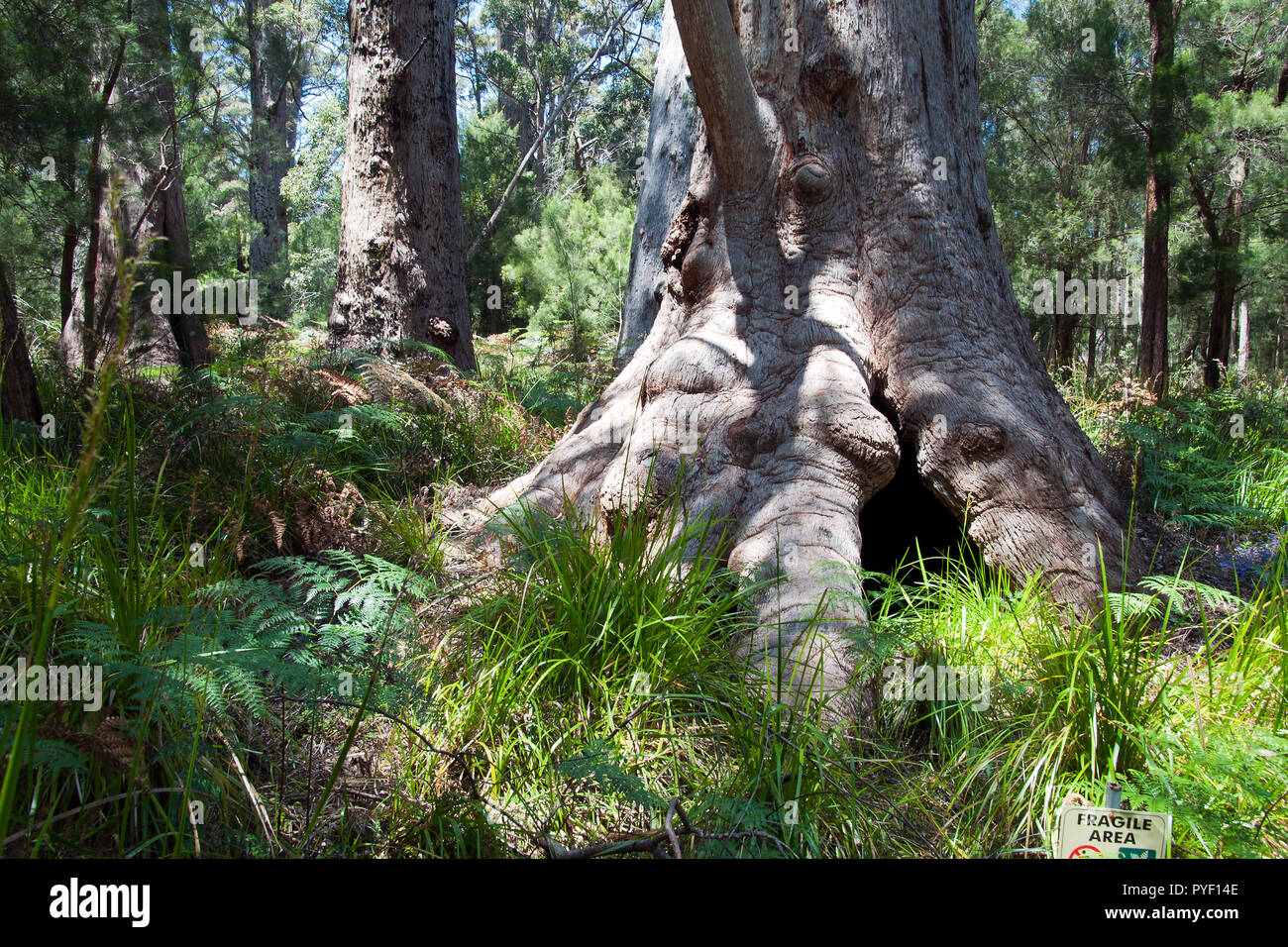 Walpole Australia, scene of the ancient red tingle forest Stock Photo ...