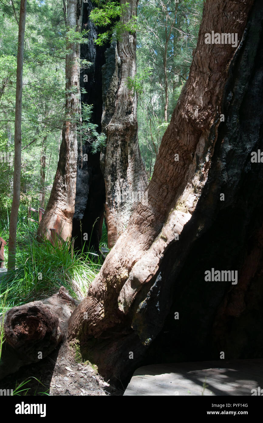Walpole Australia, burnt hollowed tree trunks in the ancient red tingle ...