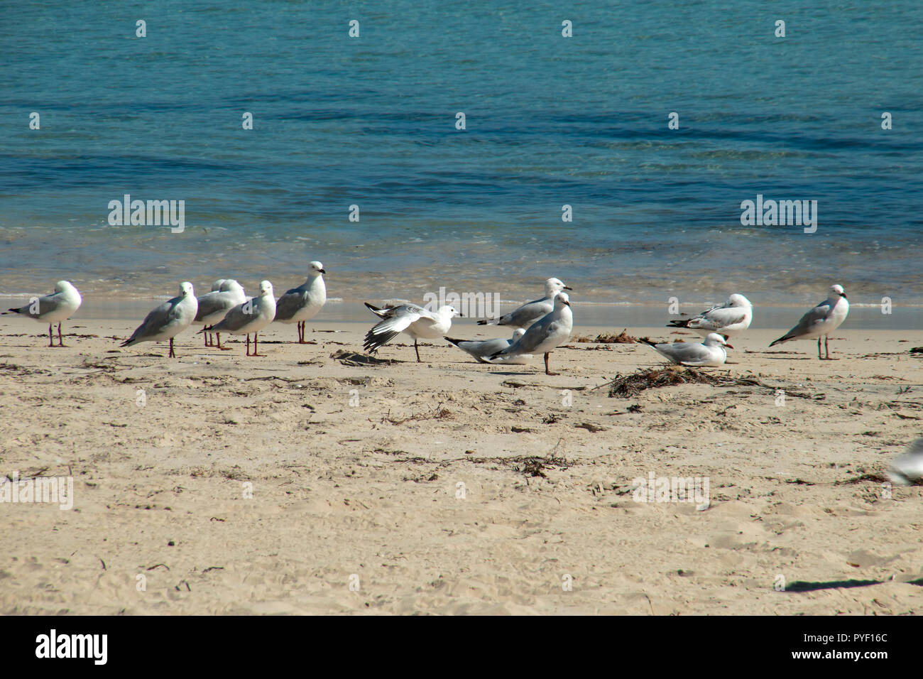Busselton Australia, seagulls on the beach Stock Photo - Alamy