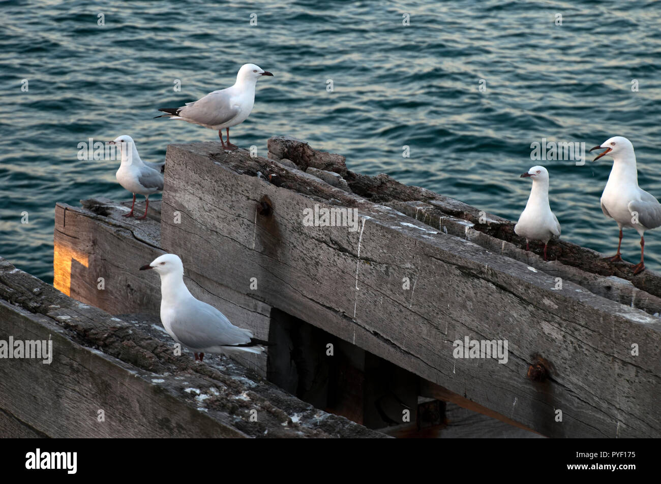 Australian sea gull nesting hi-res stock photography and images - Alamy