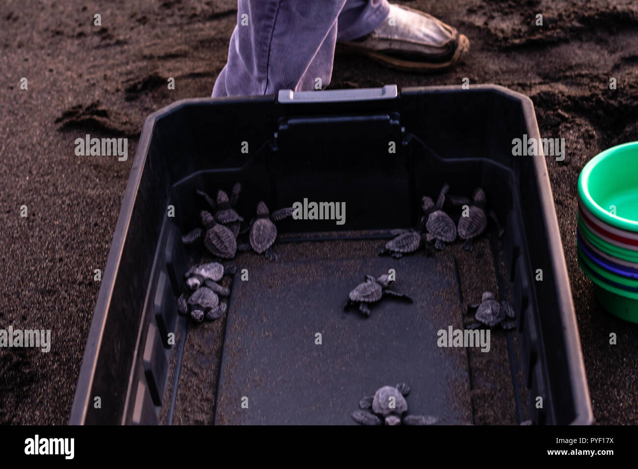 turtle rescue in Monterrico Guatemala Stock Photo - Alamy