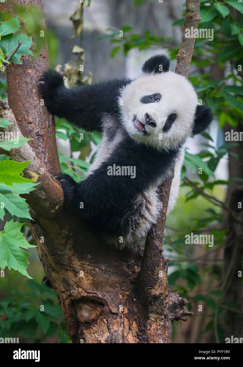 Cute panda bear climbing tree Stock Photo - Alamy