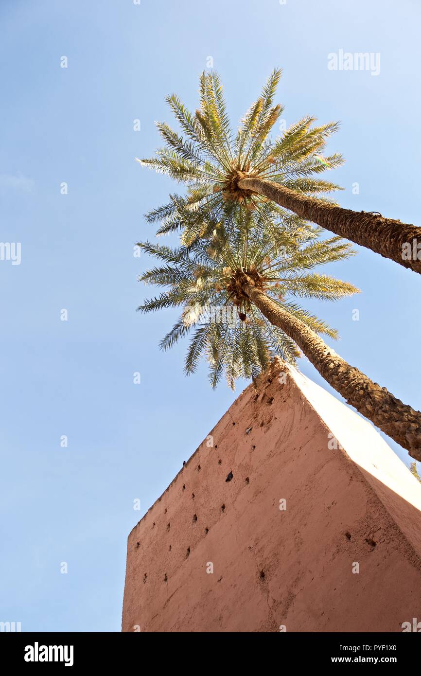 Palm trees Morocco Stock Photo - Alamy