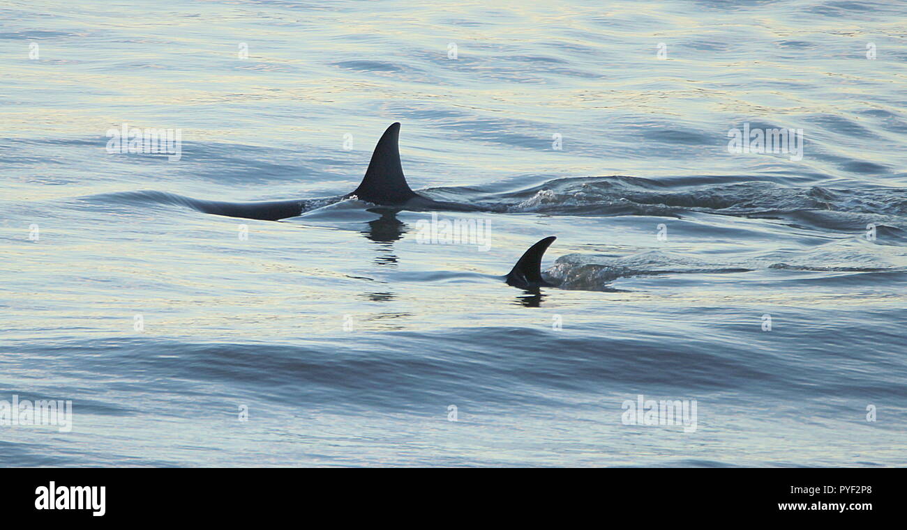 Mega fauna hi-res stock photography and images - Alamy