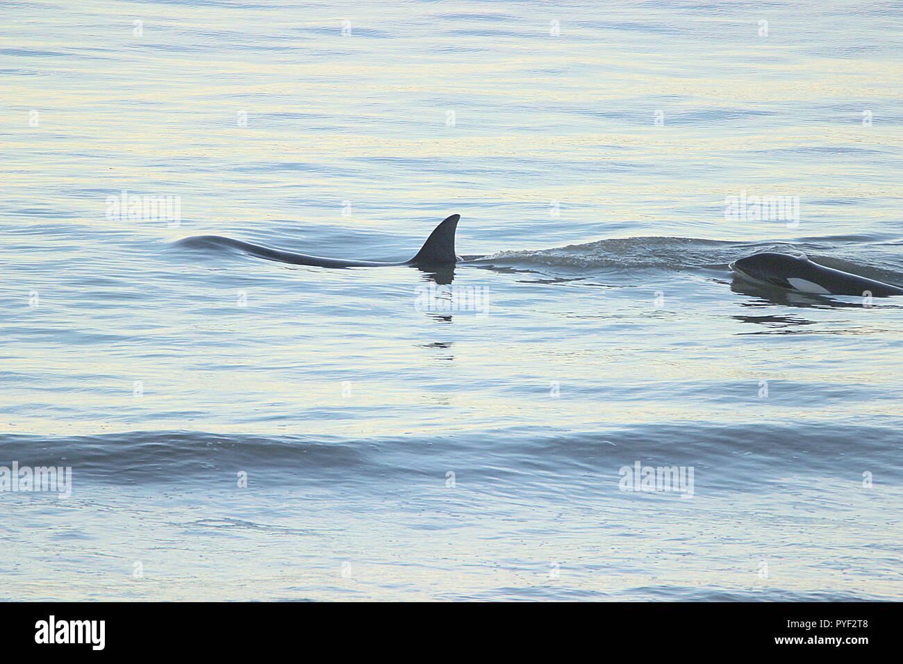 Calf orca hi-res stock photography and images - Alamy
