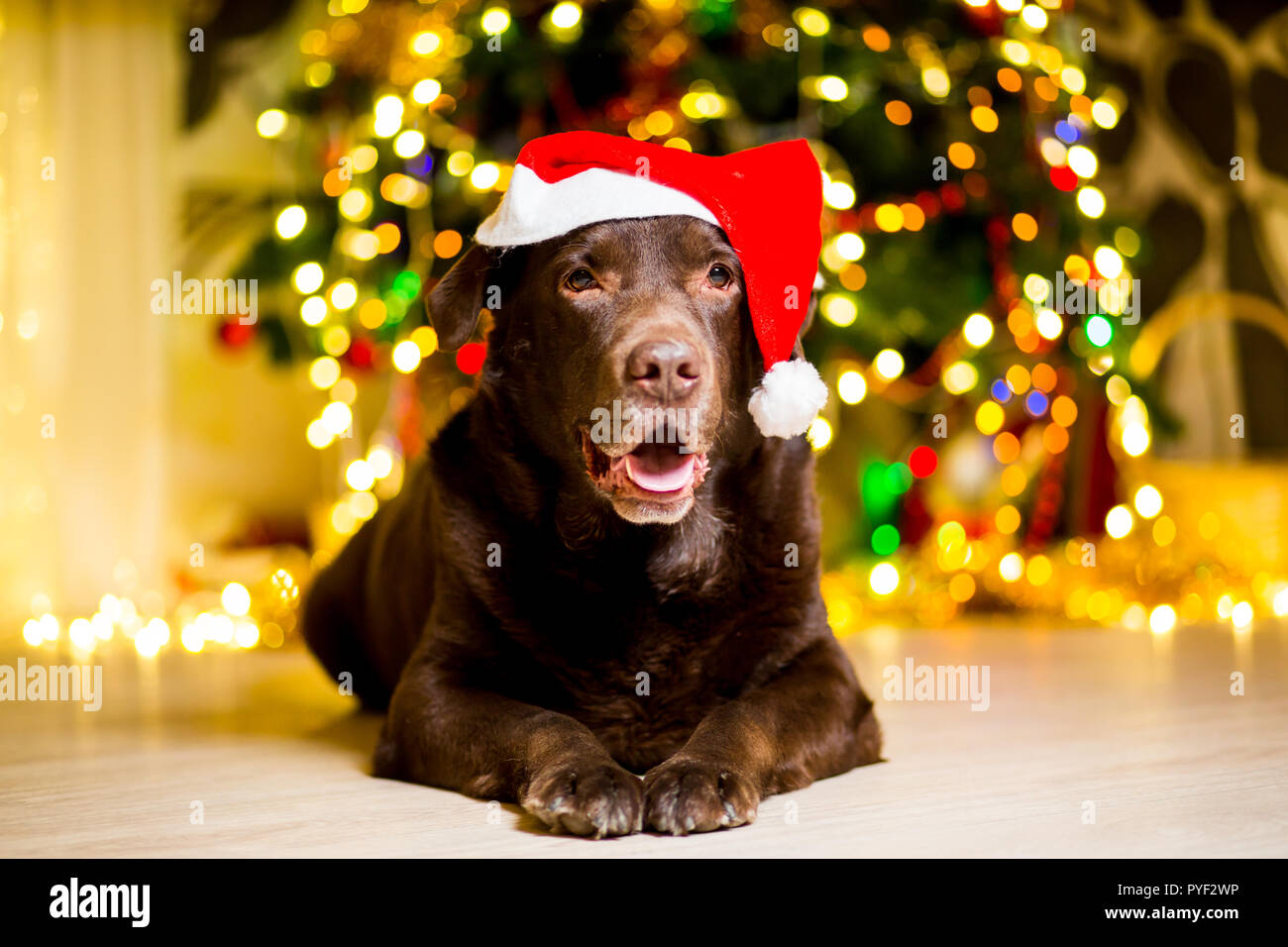 Dog breed Labrador brown color dwarf cap near Christmas tree with ...