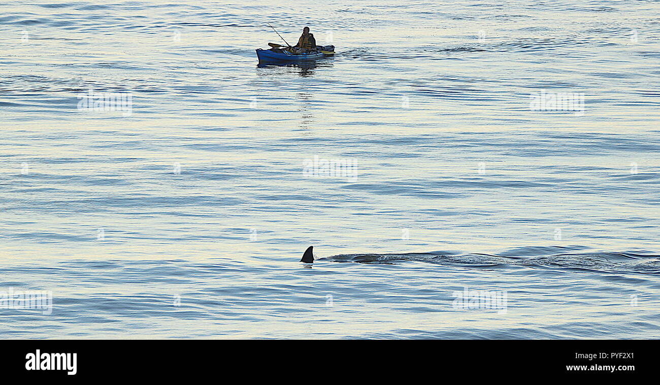 Dolphin and orca hi-res stock photography and images - Alamy